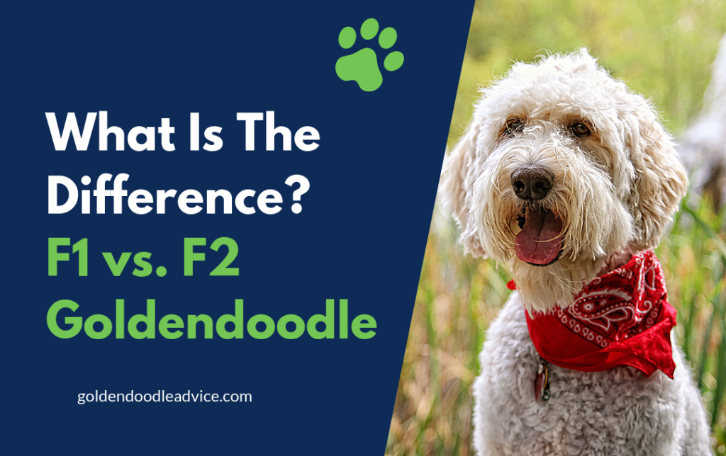The Difference Between F1 and F2 Goldendoodles