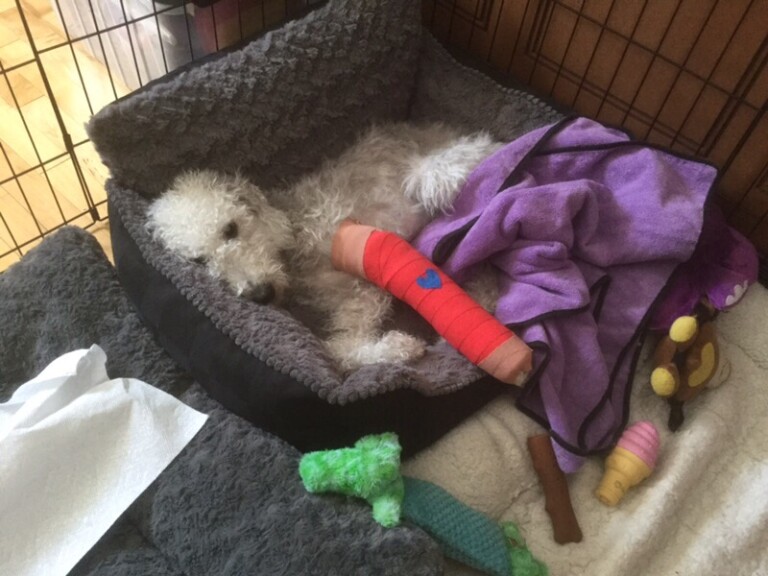 7 Reasons Your Goldendoodle Is Limping and How to Fix It! (Veterinarian ...