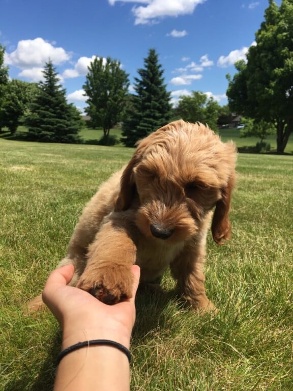When do Goldendoodles Stop Growing?! The Complete Goldendoodle Growth ...
