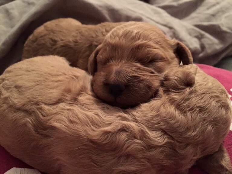 When do Goldendoodles Stop Growing?! The Complete Goldendoodle Growth ...