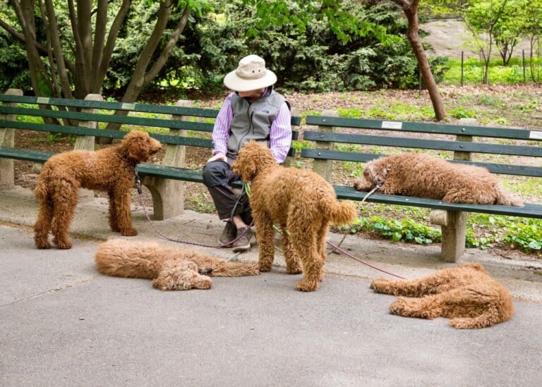 Goldendoodle Exercise Needs: Veterinarian Guidelines for Puppies ...