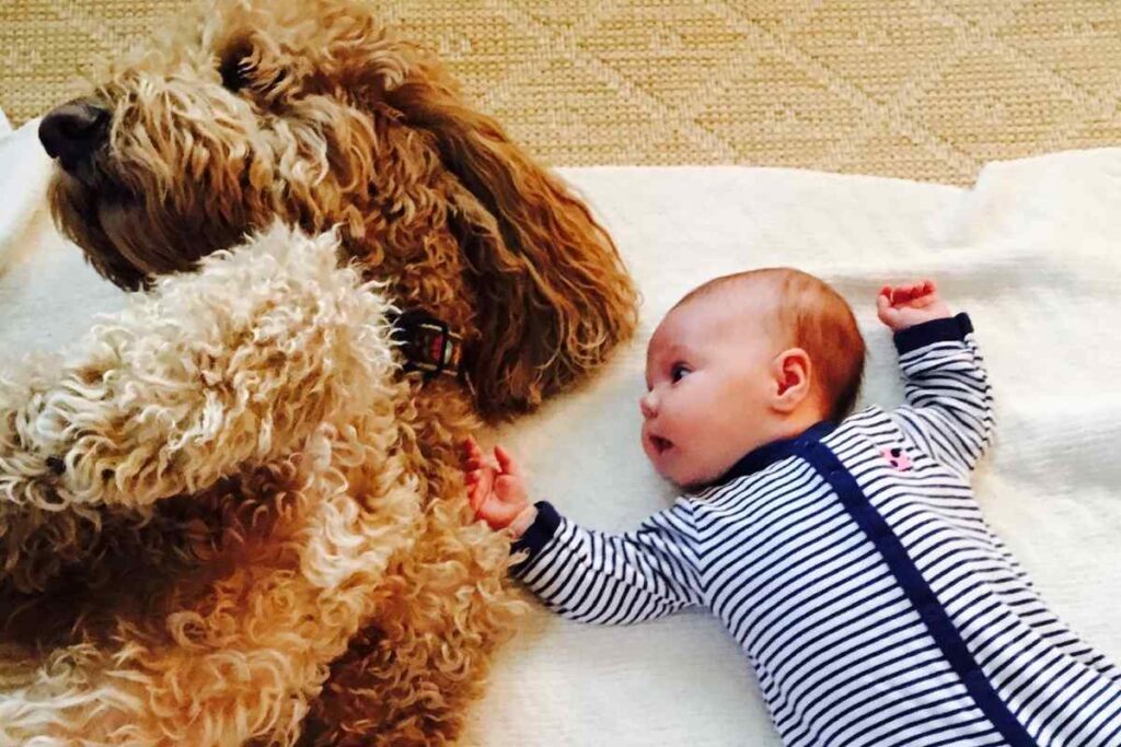 Why Are Goldendoodles So Expensive? - Goldendoodle Advice