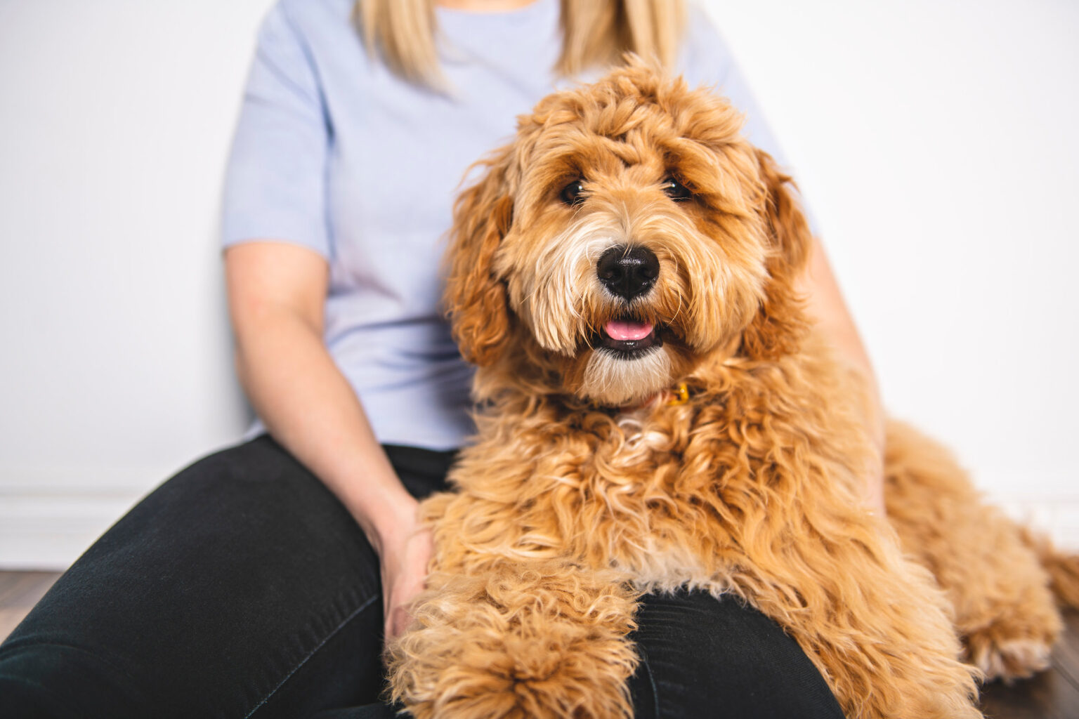 Do Red Goldendoodles Fade? - Goldendoodle Advice