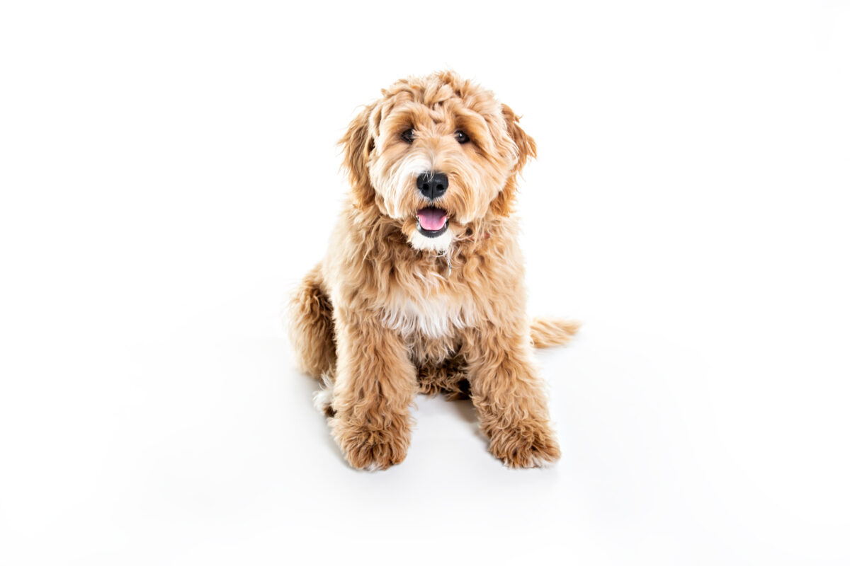 At What Age is a Standard Goldendoodle Full Grown? (Solved ...