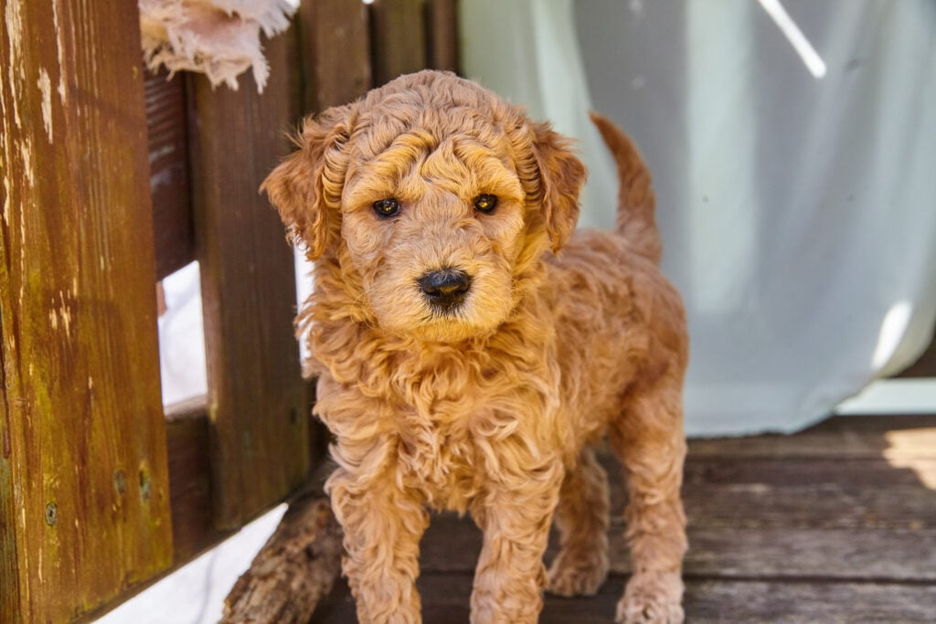 Can You Breed Two Goldendoodles Together? - Goldendoodle Advice