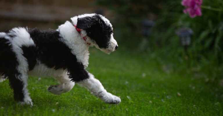 Sheepadoodle vs Bernedoodle: Dog Breed Comparison