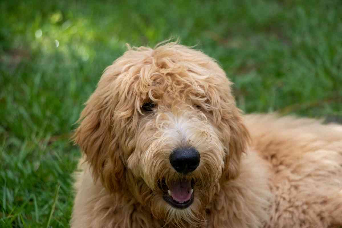 The Complete Goldendoodle Growth Stages Guide (Vet Approved ...