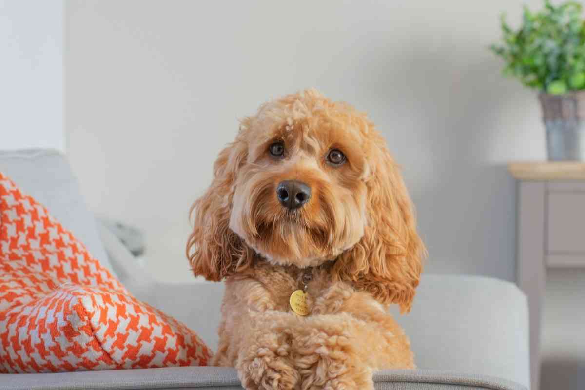 4 Factors That Influence Whether Or Not A Cavapoo Sheds - Goldendoodle ...