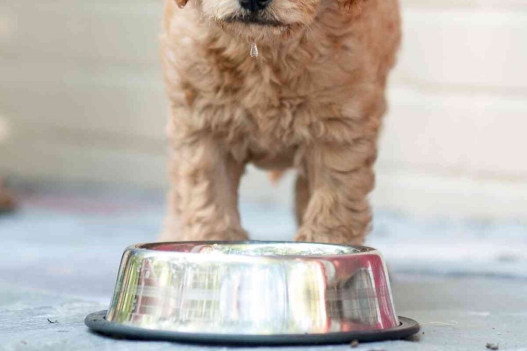 How Much To Feed A Goldendoodle Puppy: A 6-Stage Guide - Goldendoodle ...
