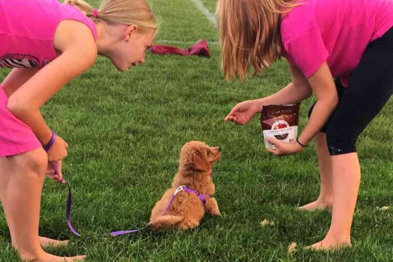 When do Goldendoodles Stop Growing?! The Complete Goldendoodle Growth ...