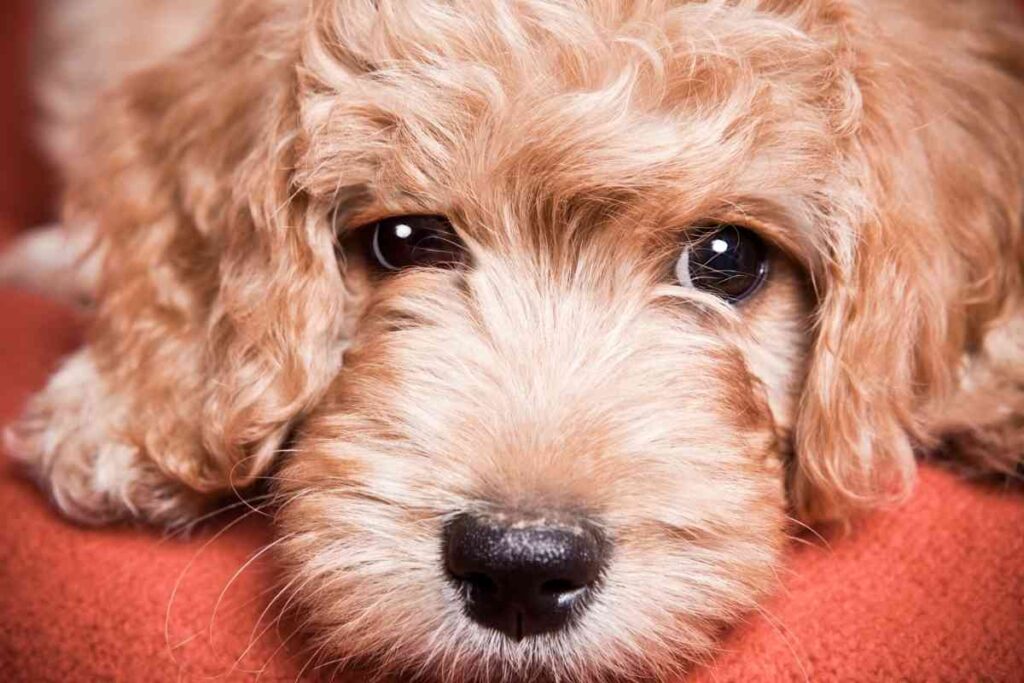 Do Goldendoodles Like To Cuddle? - Goldendoodle Advice