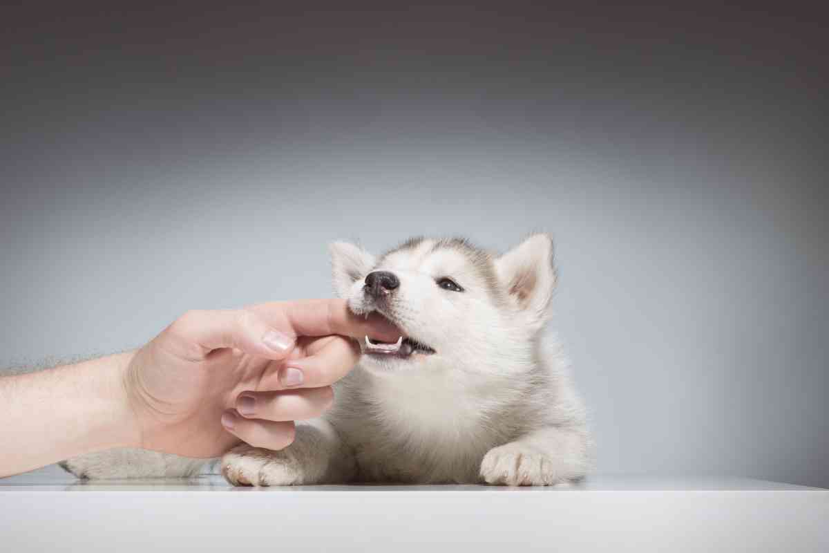 6 Reasons Why Your Puppy Is Chewing On You (Nipping, Biting, Mouthing ...