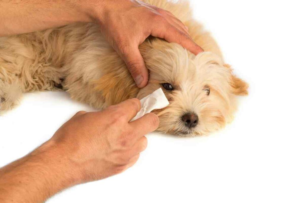 Here’s How To Clean Puppy Eye Boogers Safely & Quickly - Goldendoodle ...