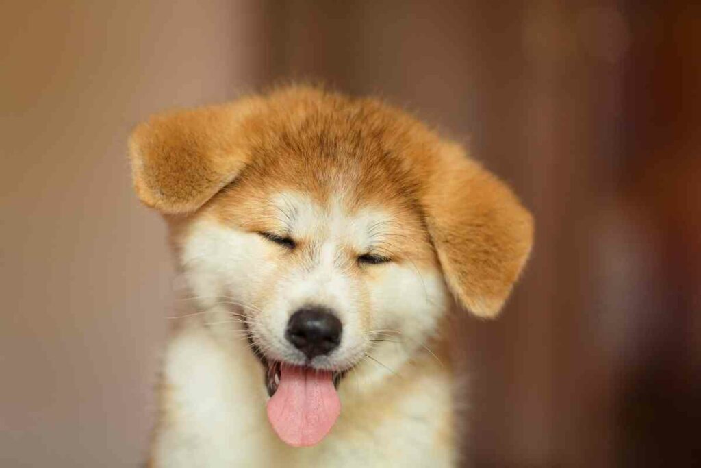 Here’s How To Clean Puppy Eye Boogers Safely & Quickly - Goldendoodle ...