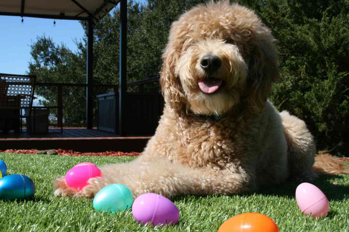 The History and Origin of Goldendoodle Dogs - Goldendoodle Advice