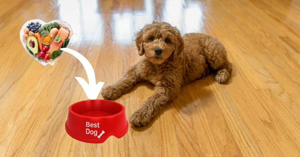 Best Food for Goldendoodle Puppy: Top Picks and Feeding Guide ...
