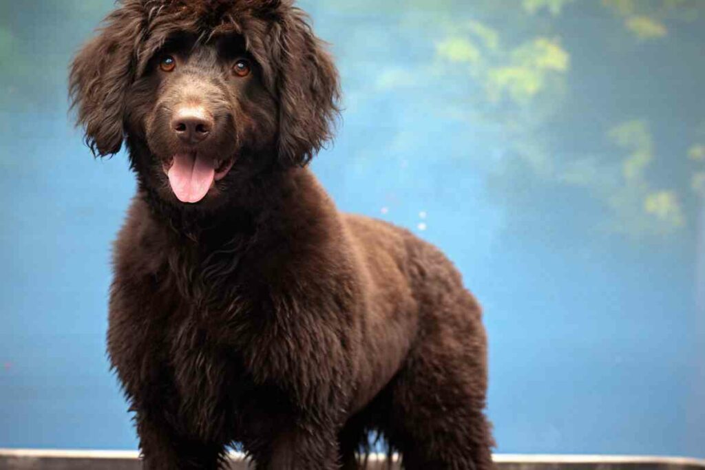 F2 Goldendoodle: Characteristics, Temperament, and Care Tips ...