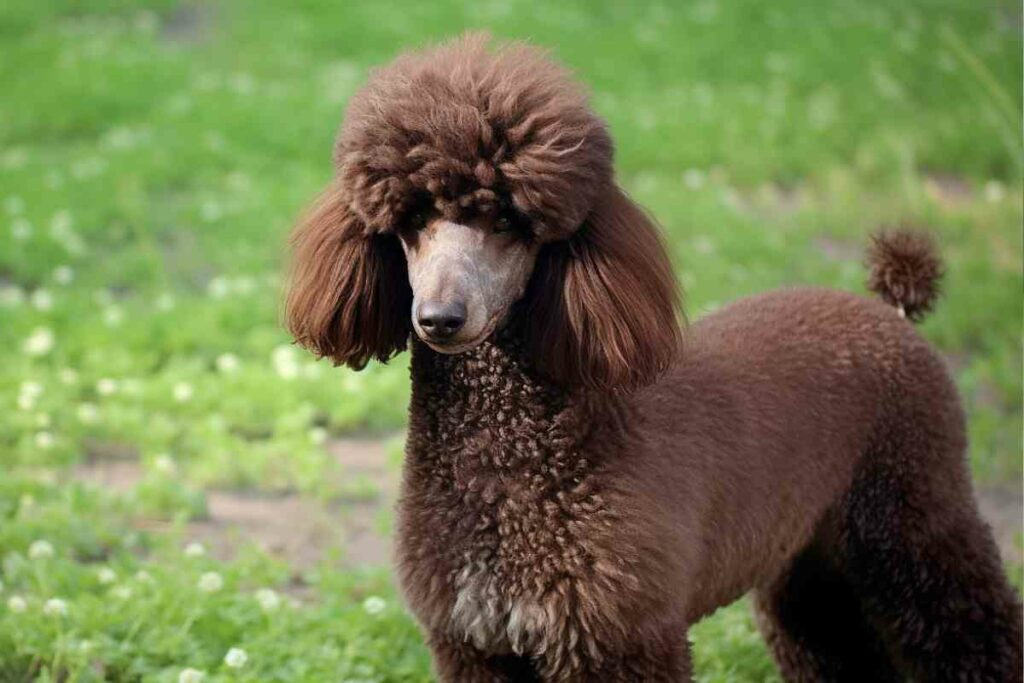 Mini Poodle vs Mini Goldendoodle: Which is the Best Companion Dog ...