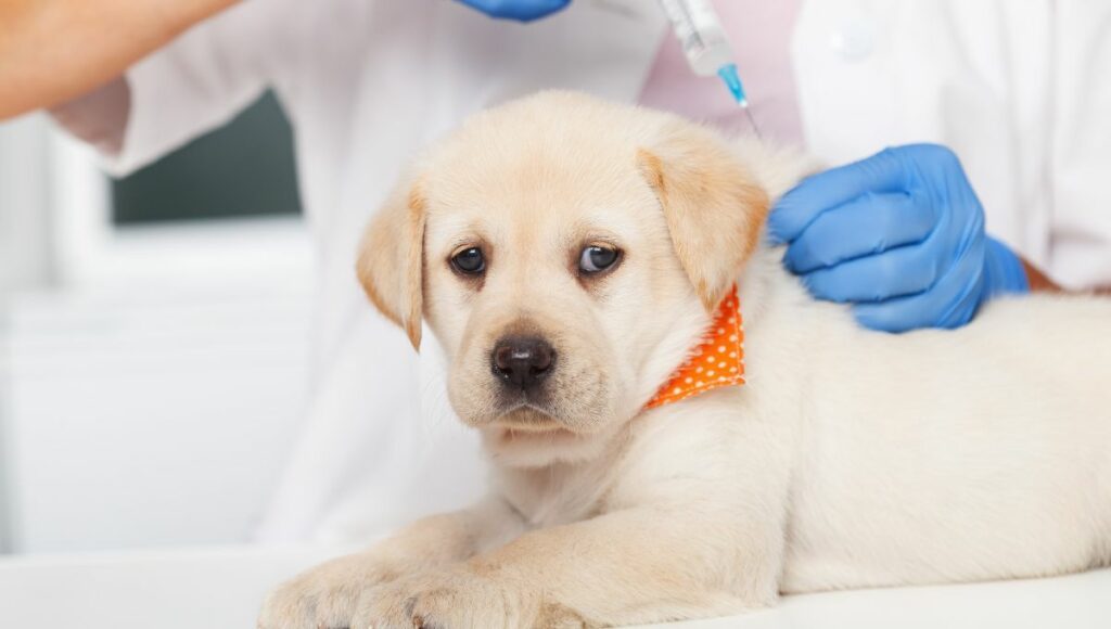 Do Puppies Need 3 or 4 Sets Of Shots? What You Need To Know ...