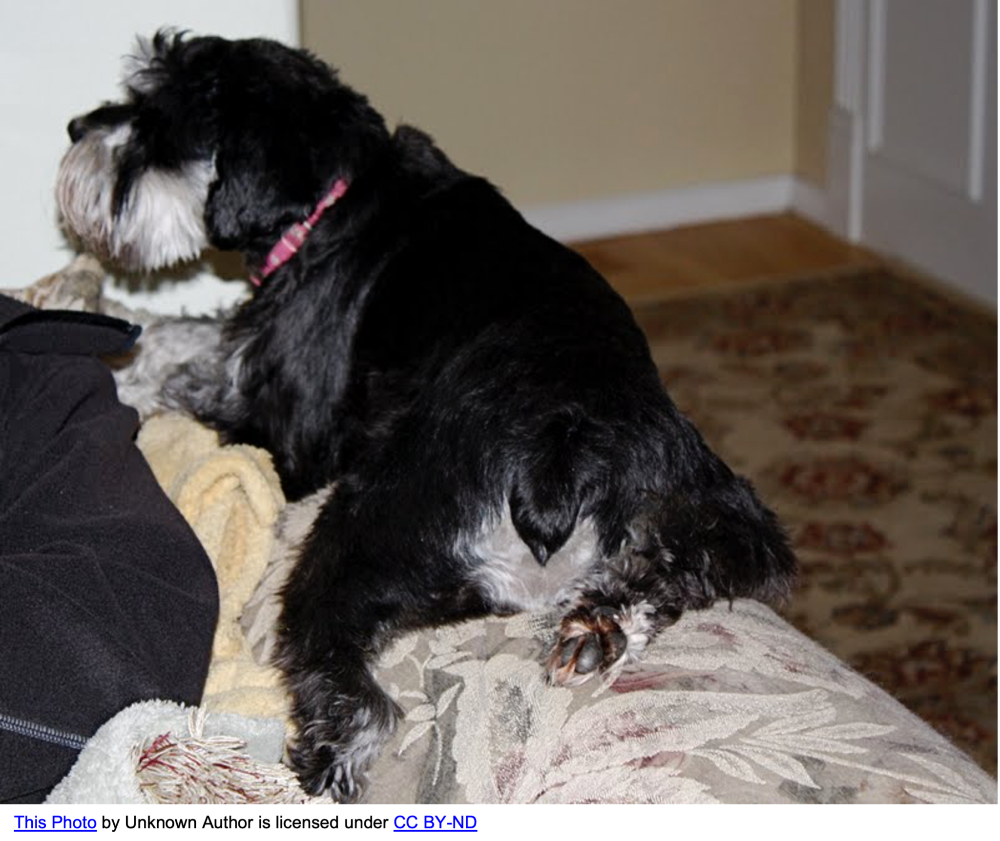 Goldendoodle Advice: Expert Grooming, Health & Care Tips